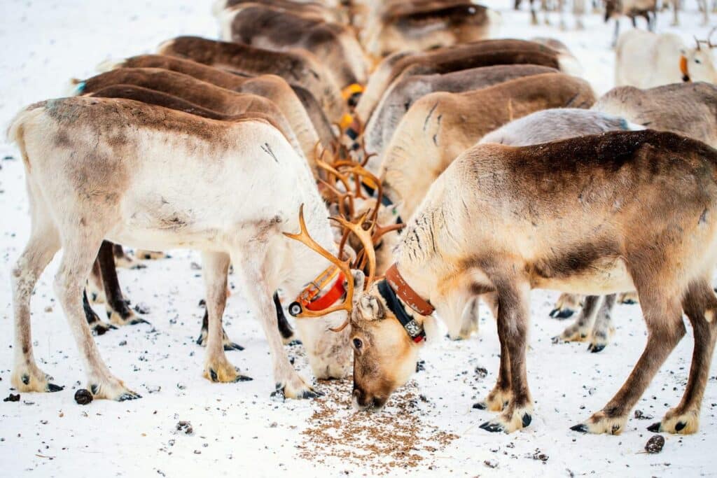 Discover the Surprising Origins of Santa’s Reindeer! - Belles and Gals