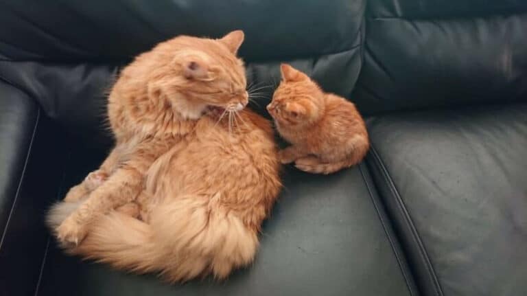 20 photos proving why ginger cats are truly special - Belles and Gals