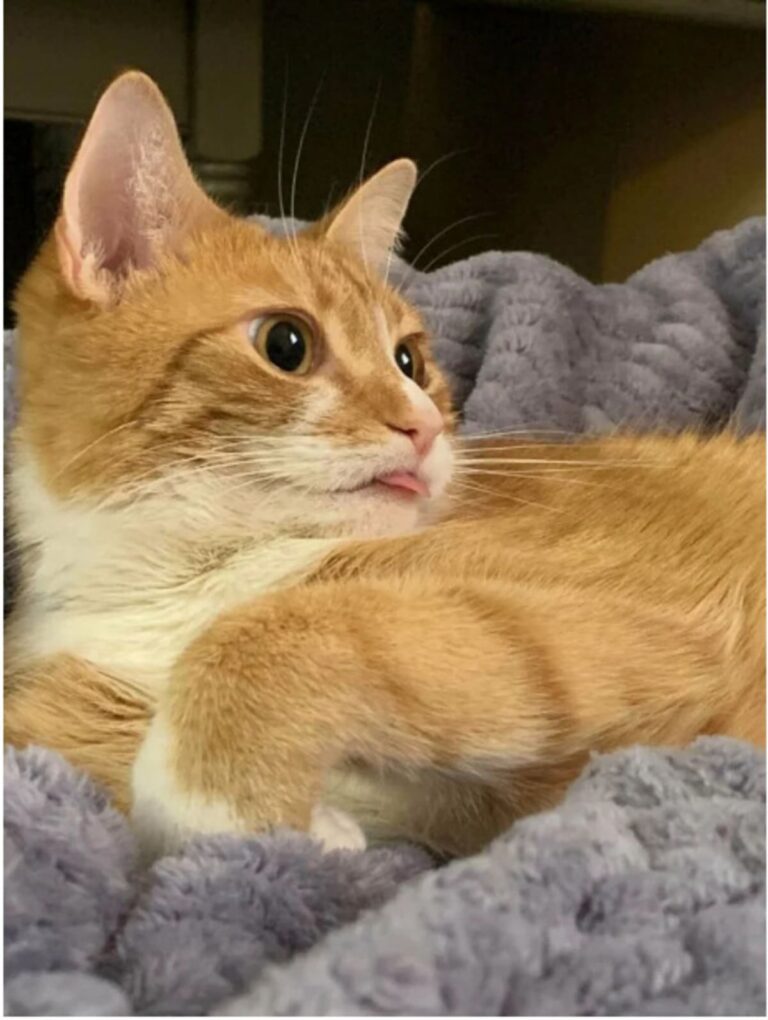 20 photos showing why ginger cats are truly one of a kind - Belles and Gals