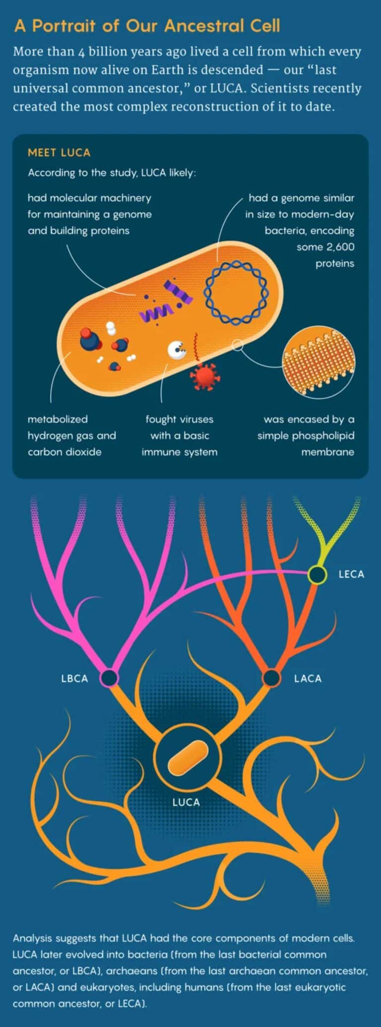 LUCA : The universal ancestor that gave rise to all life on Earth ...