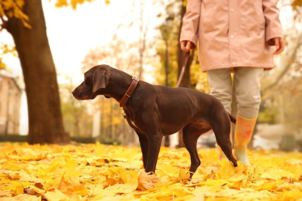Vets Warn: Forest Walks Pose Danger to Dogs Every Fall! - Belles and Gals